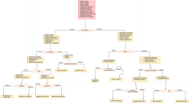 Dichotomous Key | 비주얼 패러다임 사용자 기여 다이어그램 / 디자인